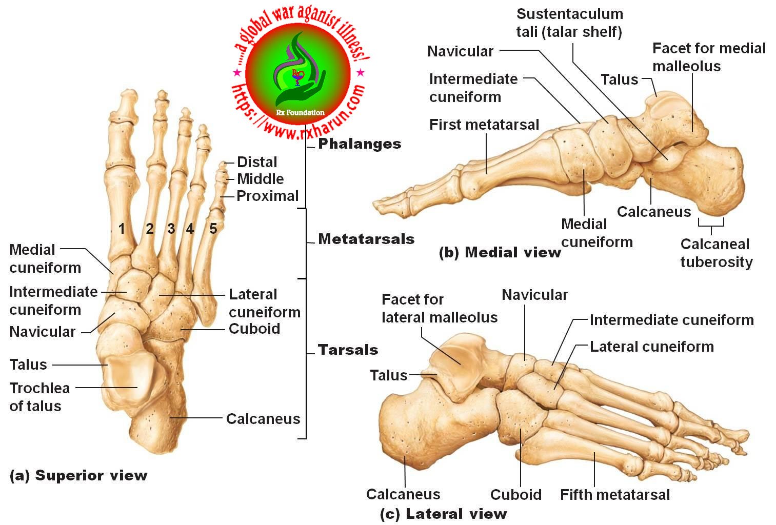 Metatarsalgia; Types, Causes, Symptom, Diagnosis, Treatment – illnesshacker