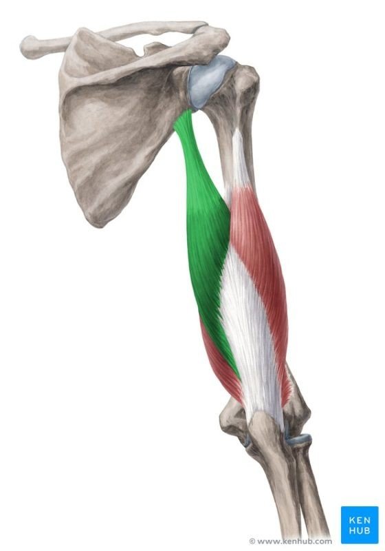 Triceps Muscle; Origin, Insertion, Nerve Supply, Function – illnesshacker