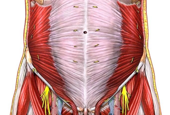 Abdominal Internal Oblique Muscle; Functions – illnesshacker