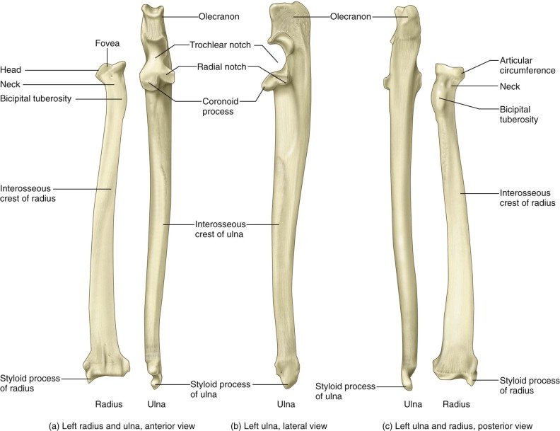 Forearm Fractures – Types and Classification – illnesshacker