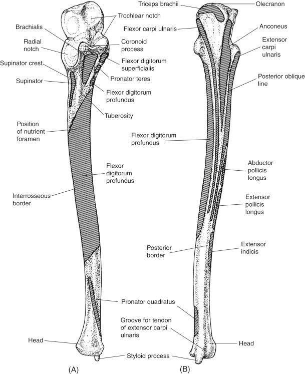 Muscles Attachment of Ulna – Functions, Movement – illnesshacker