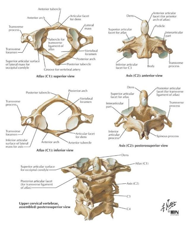C2 C3 Vertebrae Fracture – Symptoms, Diagnosis, Treatment – illnesshacker